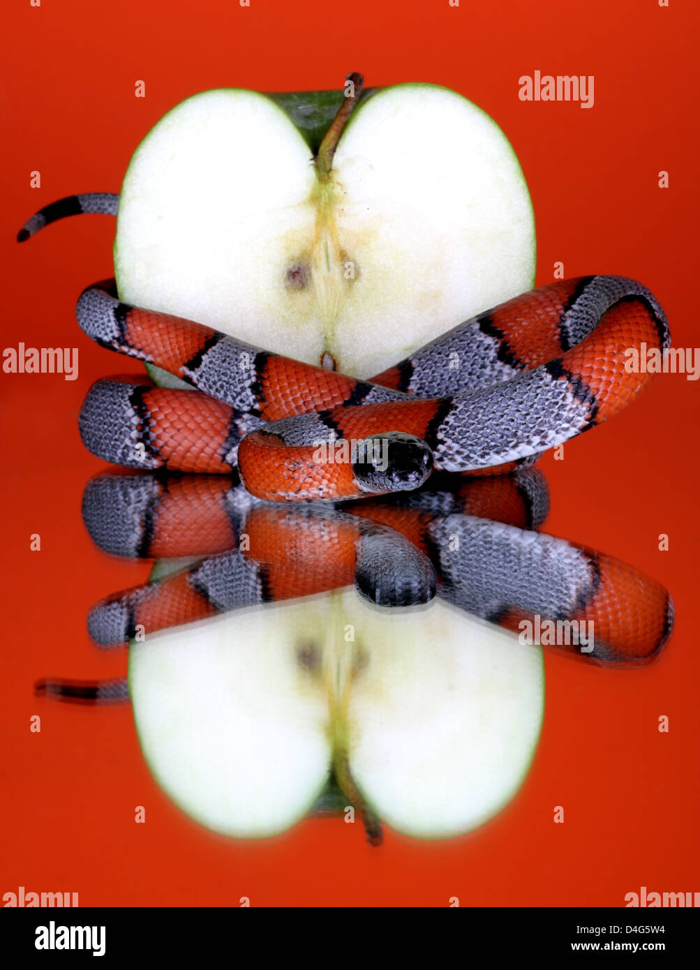 Snake coiling around an apple on a orange background Stock Photo - Alamy