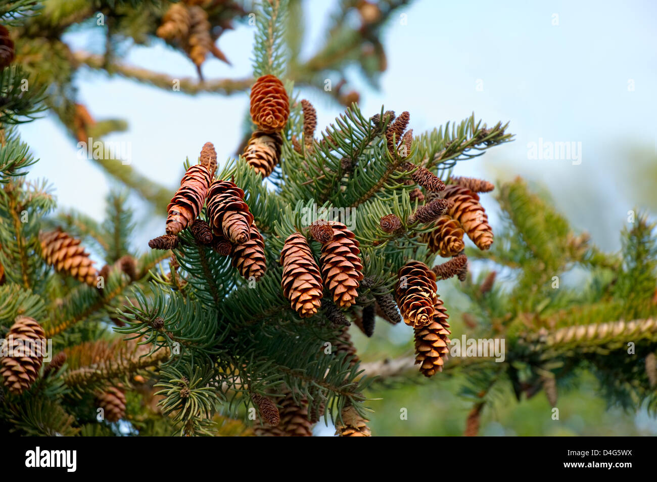 Scotch fir hi-res stock photography and images - Alamy
