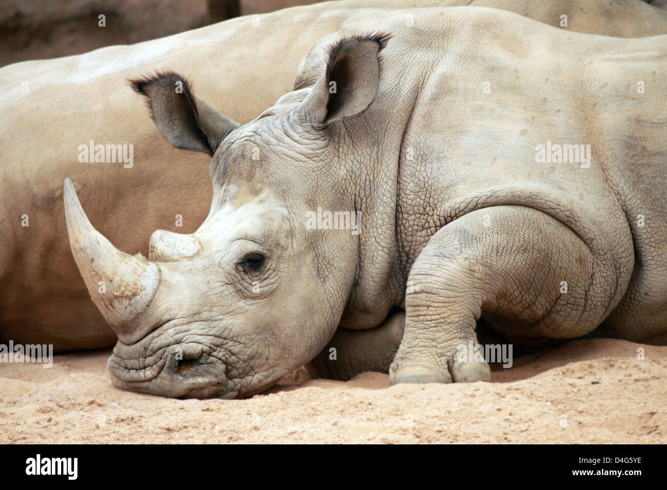portrait of a beautiful african rhino Stock Photo - Alamy
