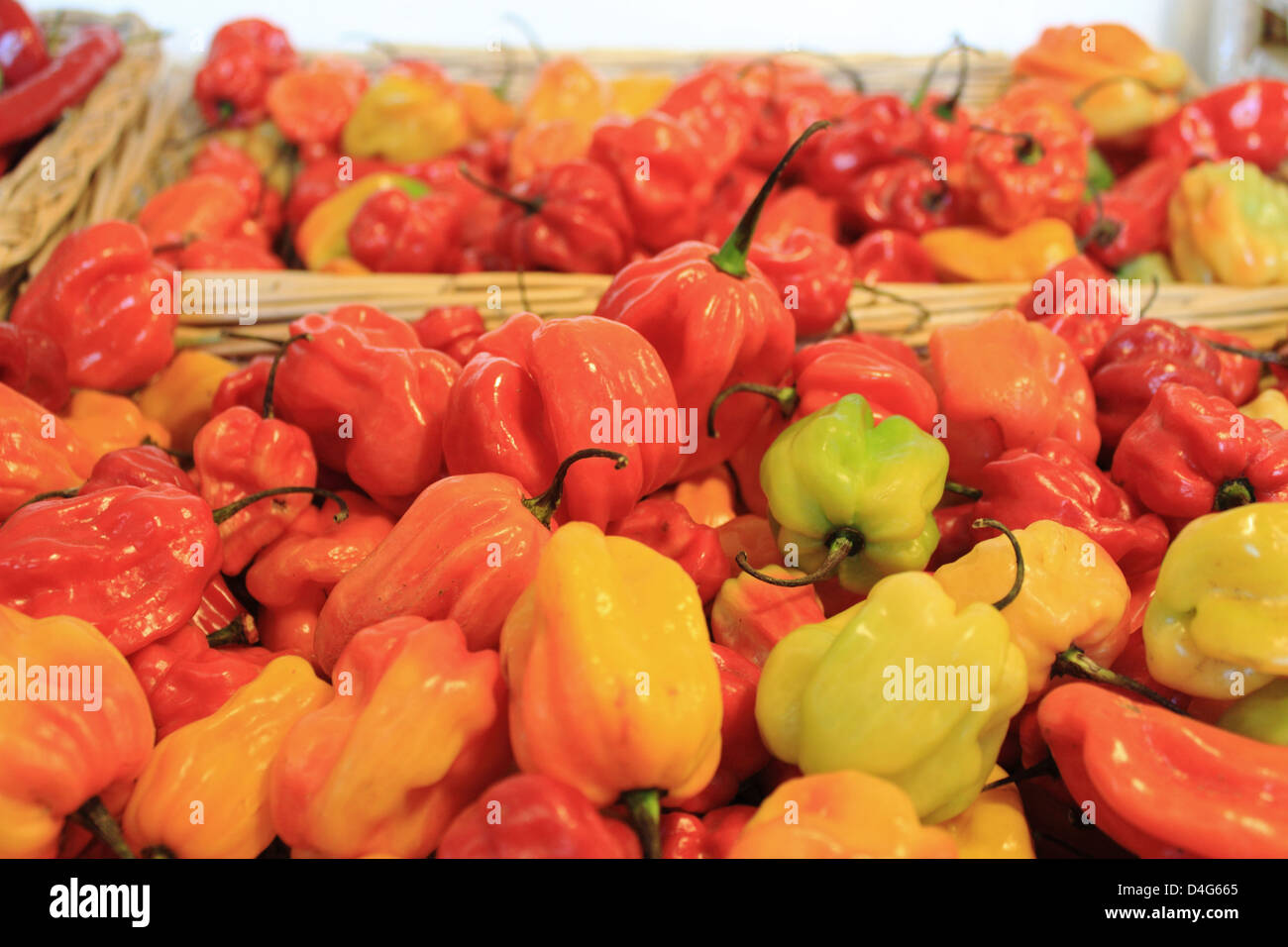 Basket of fiery hot Scotch bonnet peppers, England UK Stock Photo - Alamy