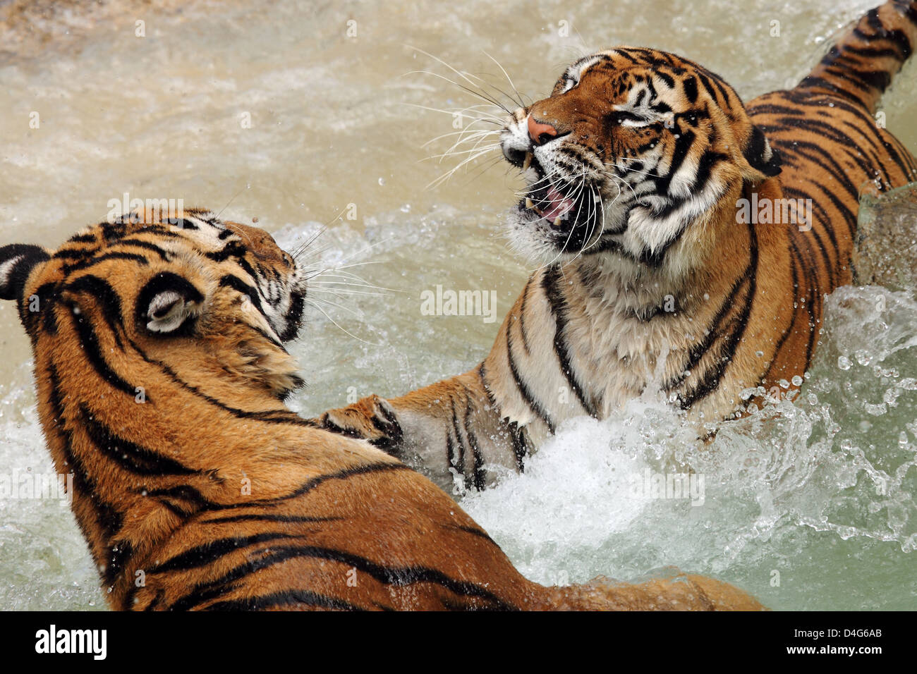 Tiger fight water hi-res stock photography and images - Alamy