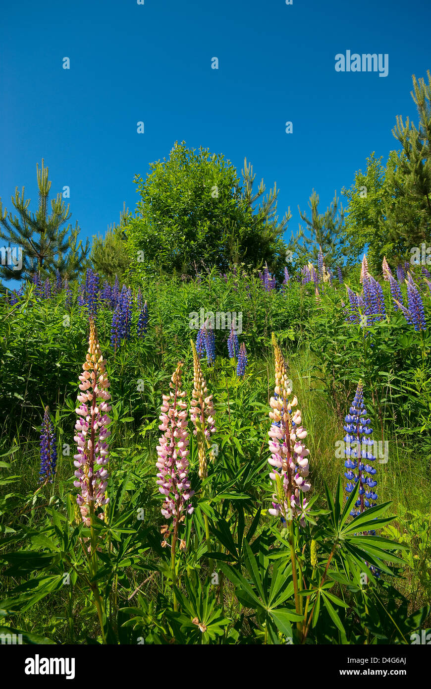 Garden lupin overgrowing other weeds on the side of the road Stock ...