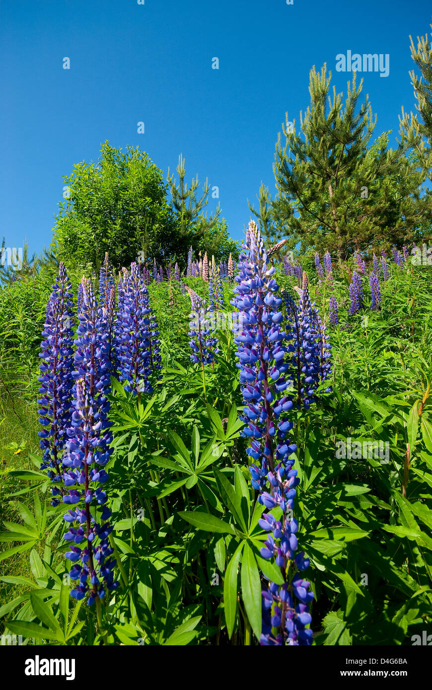 Garden lupin hi-res stock photography and images - Alamy