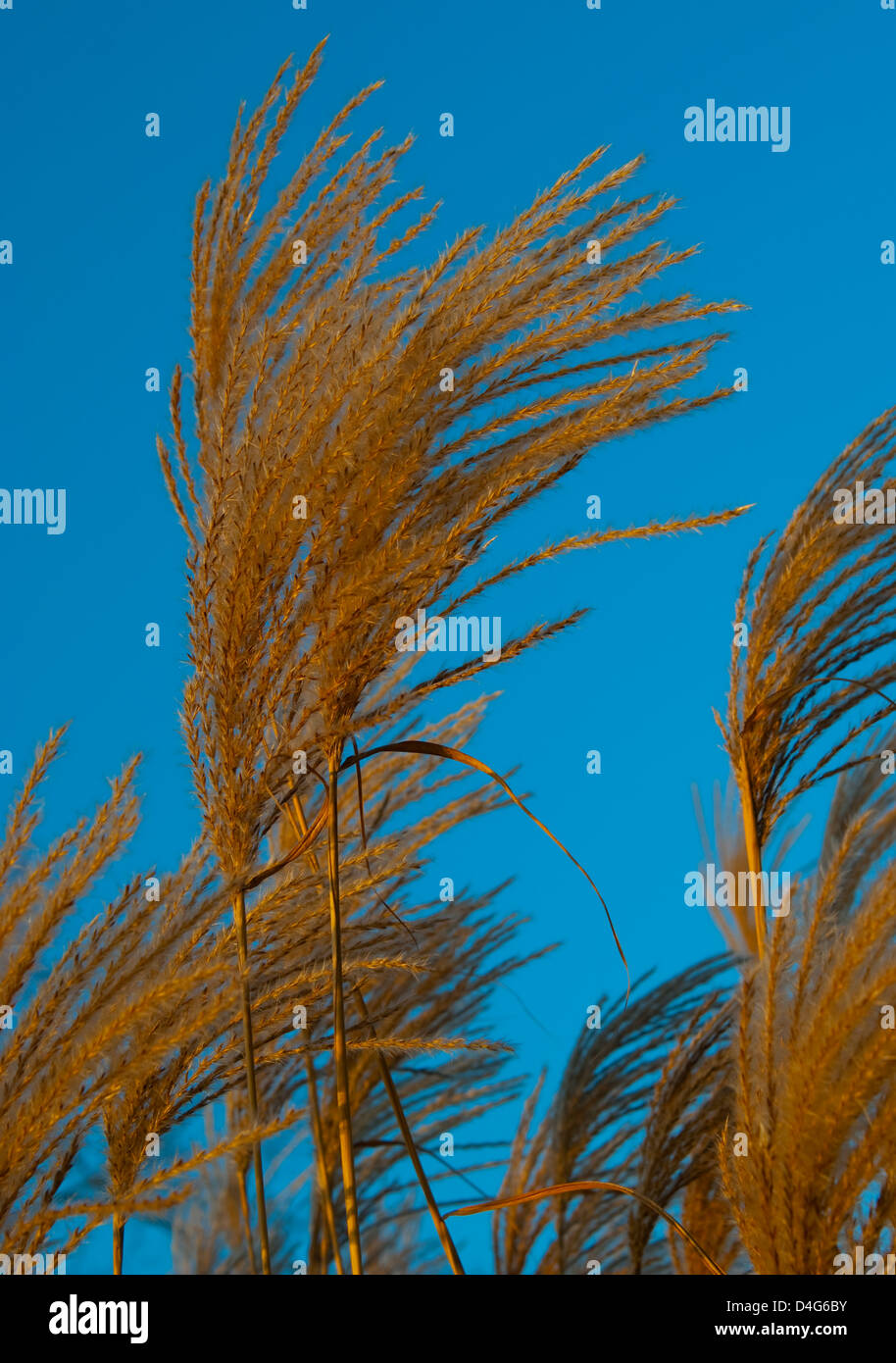 Grass waving in the wind against a perfectly blue sky Stock Photo - Alamy