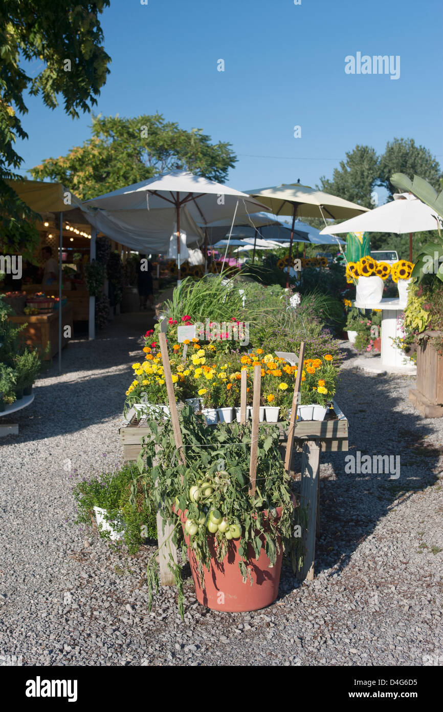 HEDGEGROVE ROADSIDE MARKET STALL ROUTE 27 BRIDGEHAMPTON LONG ISLAND NEW ...