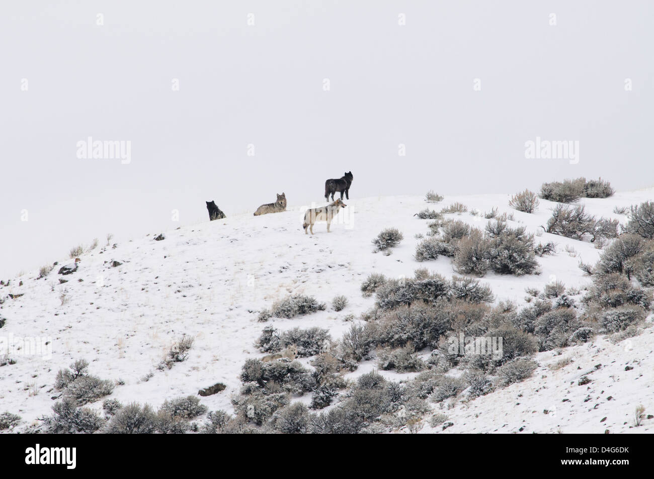 Yellowstone wolf pack hi-res stock photography and images - Alamy