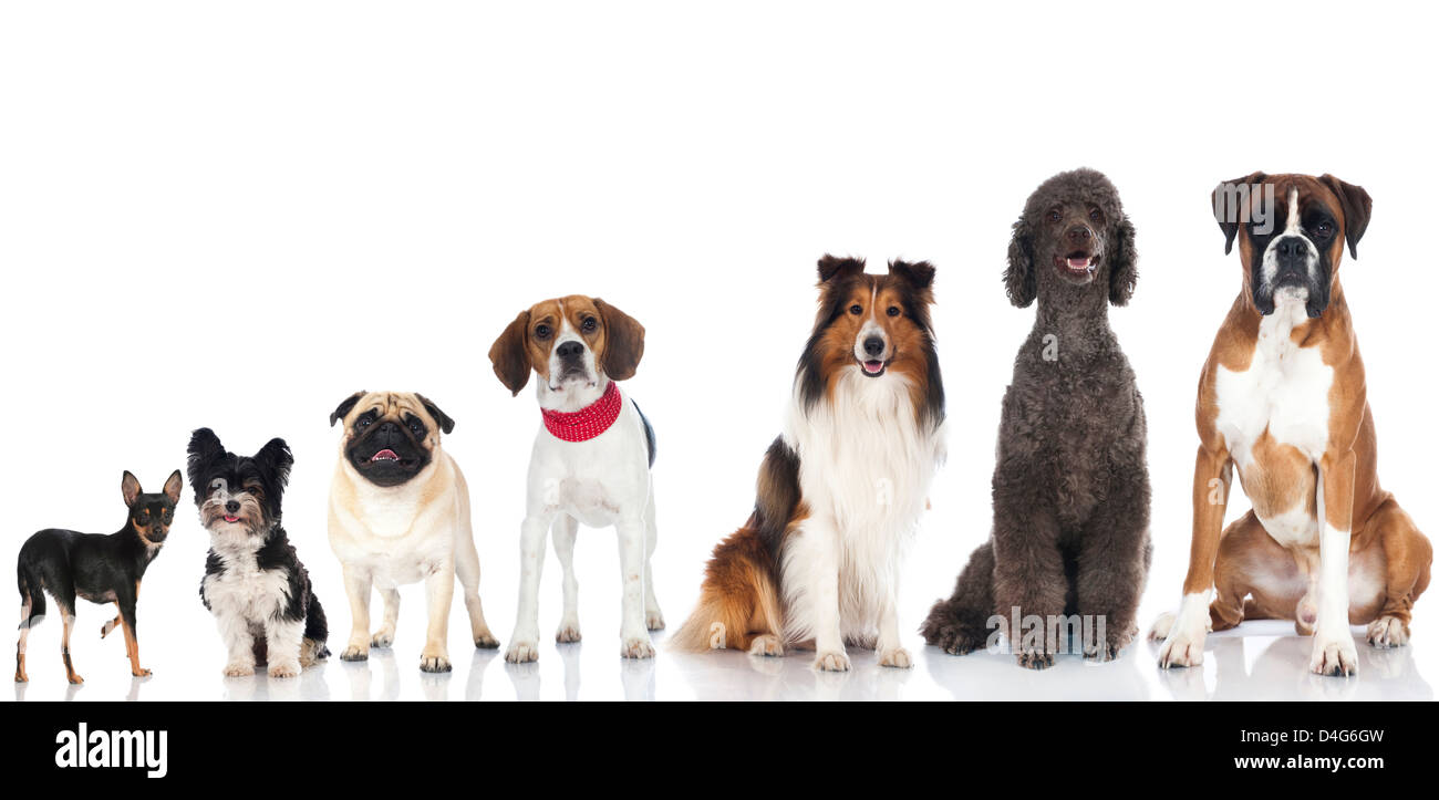 Group of pedigree dogs isolated on white Stock Photo - Alamy