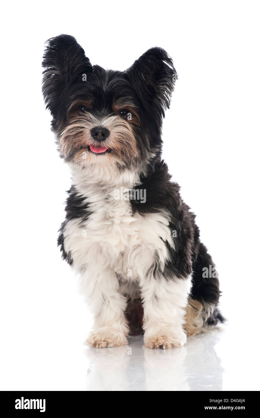 Beaver yorkshire terrier isolated on white Stock Photo - Alamy