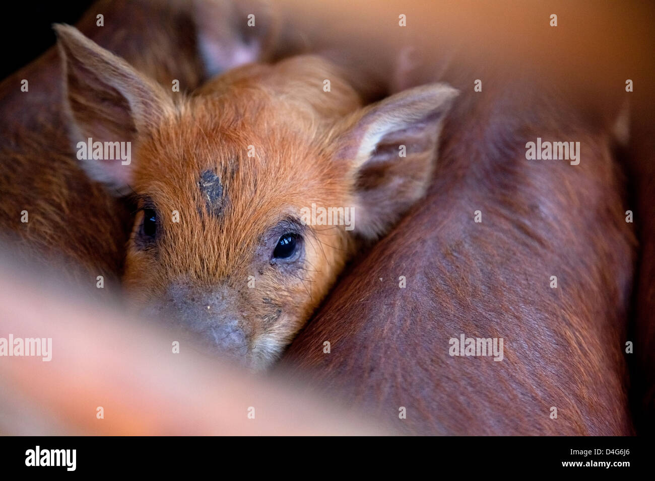 Baby oink hi-res stock photography and images - Alamy