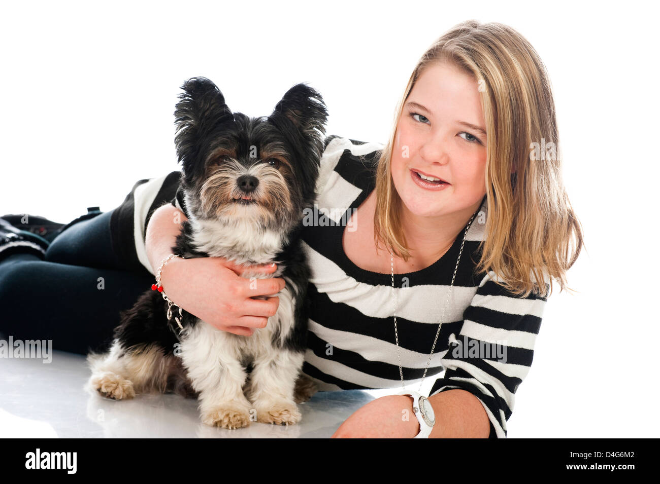 Beaver yorkshire terrier isolated on white Stock Photo - Alamy