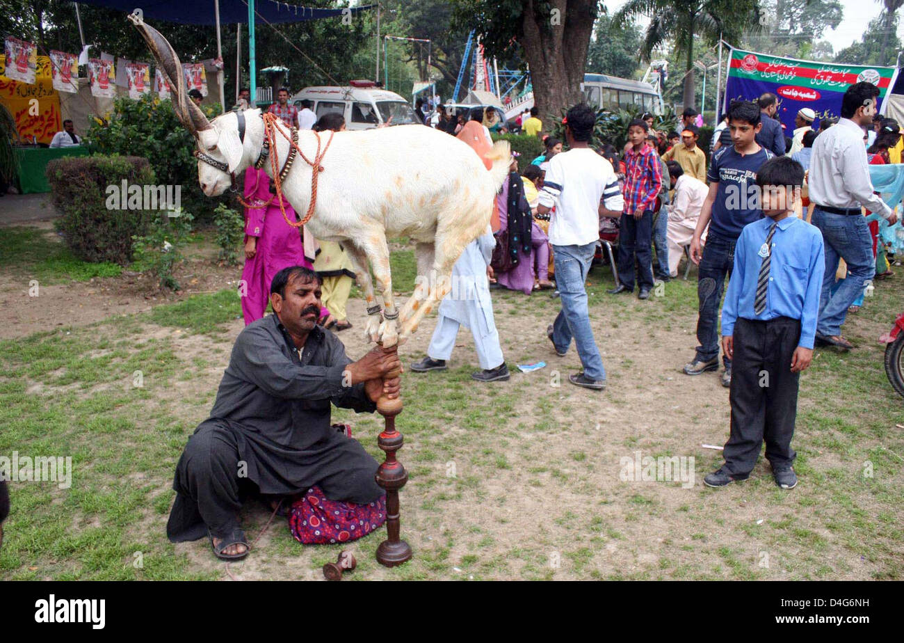 Goat and sh hi-res stock photography and images - Alamy