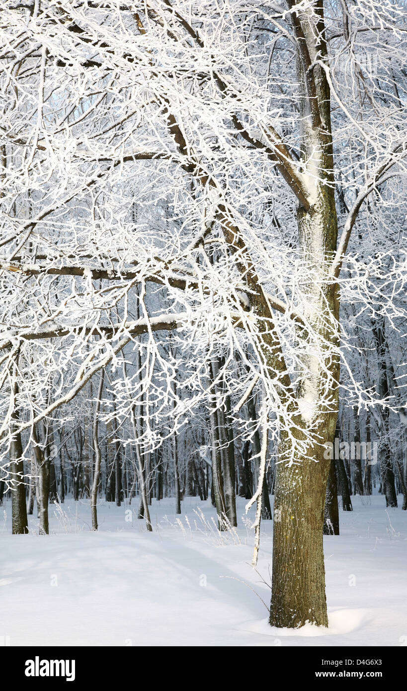 Winter trees with snowy branches Stock Photo - Alamy