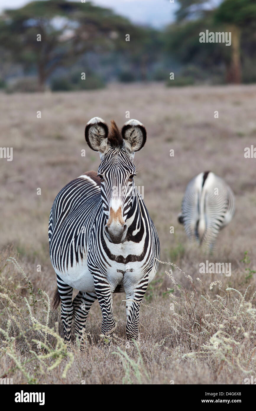Grevy's zebra (Equus grevyi), Lewa conservancy, Laikipia, Kenya ...