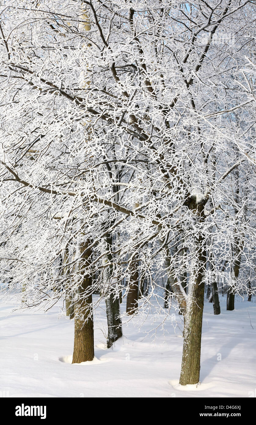 Beautiful tree branches hi-res stock photography and images - Alamy