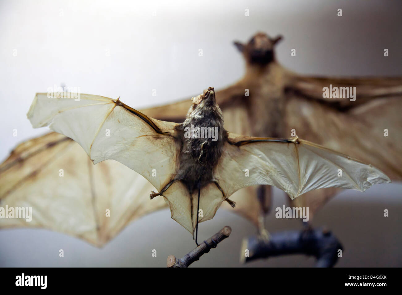 Real Bat Wings Close Up