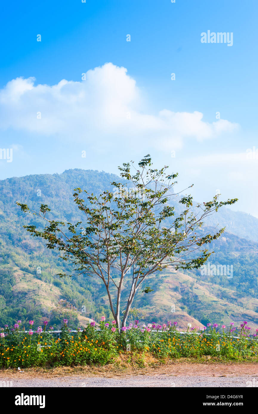 Tree with mountain background Stock Photo - Alamy
