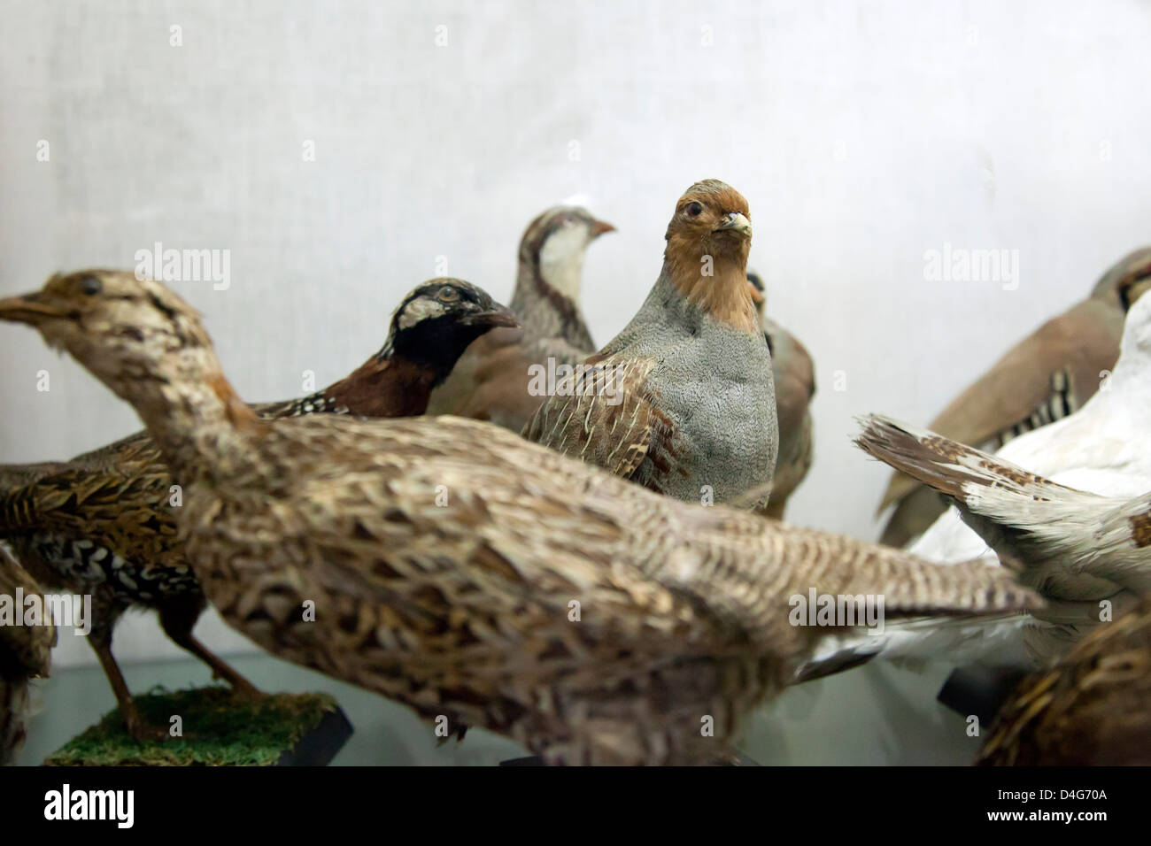 stuffed dead birds on white background in a museum Stock Photo - Alamy