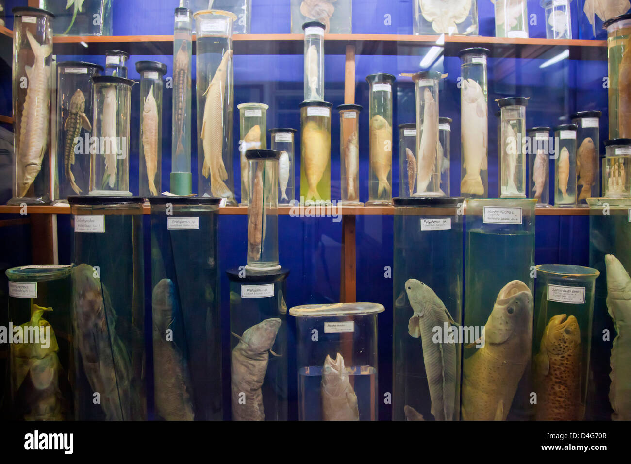 Preserved fish in jars at a museum in Romania Stock Photo - Alamy