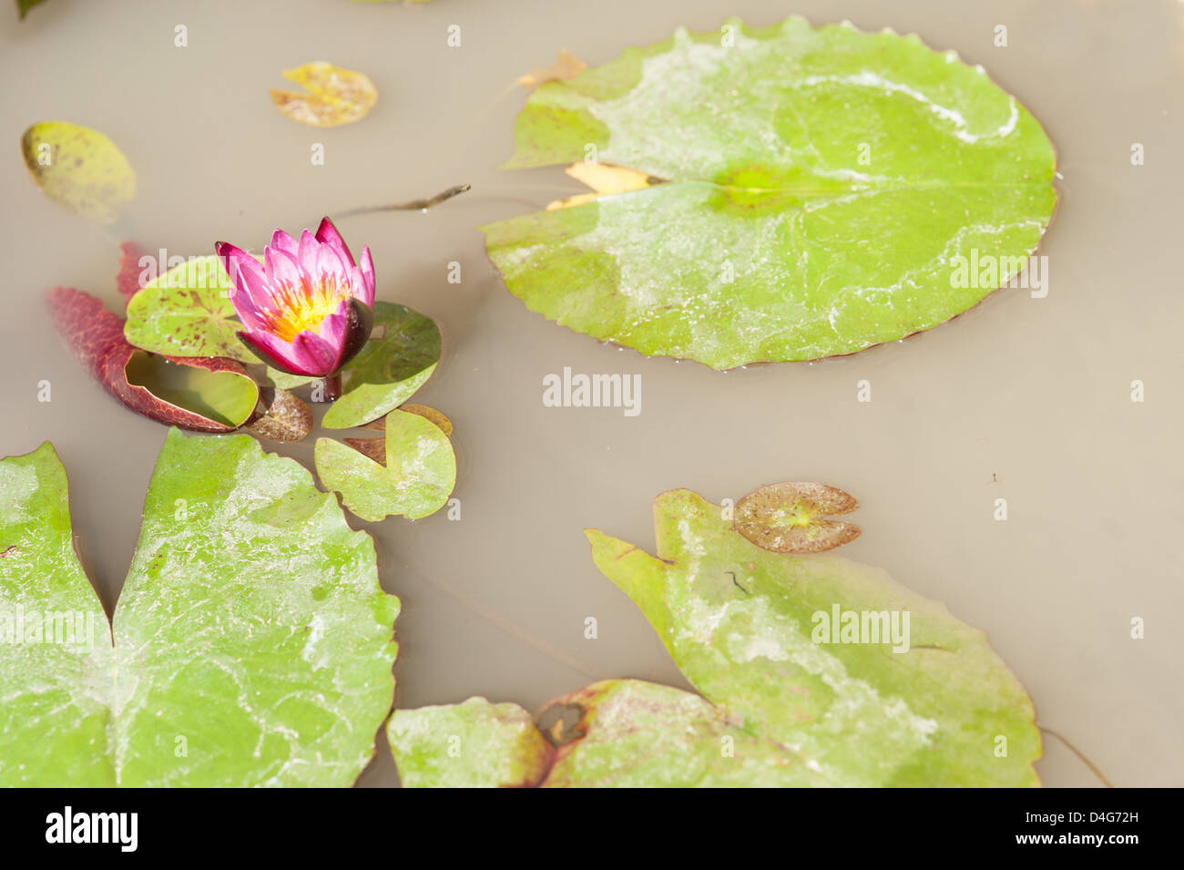 The lotus in the pool hi-res stock photography and images - Alamy