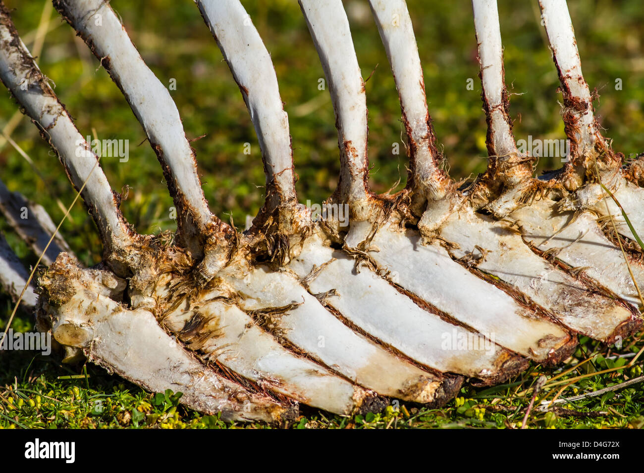 Guanaco ribs - killed by a puma, scavenged by condor Stock Photo - Alamy