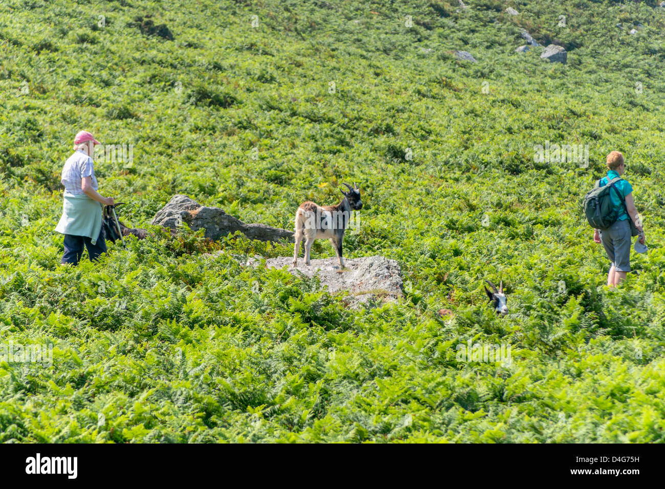 the valley of the rocks lynton in devon - couple walking through ...