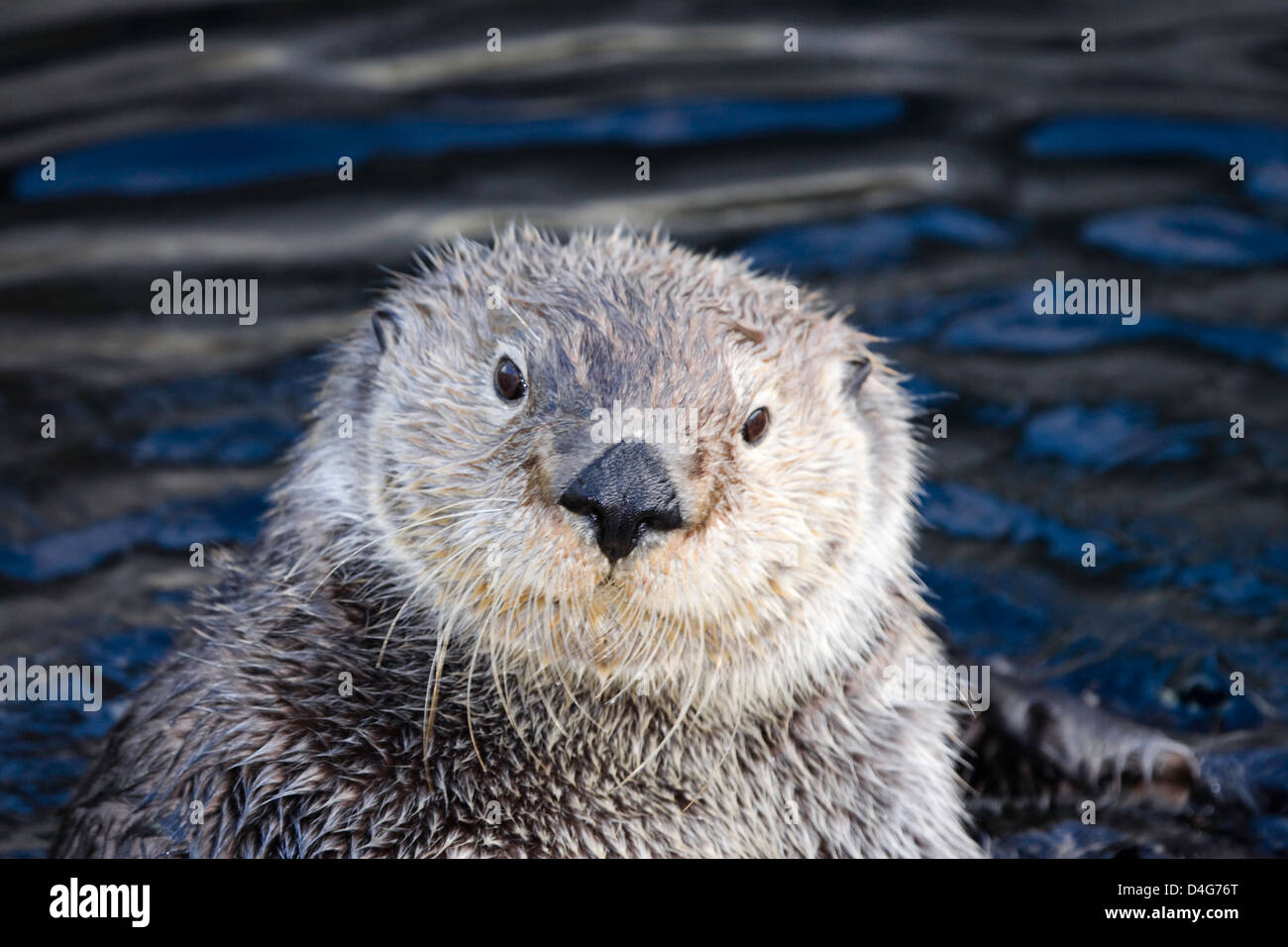 California sea otter hi-res stock photography and images - Alamy
