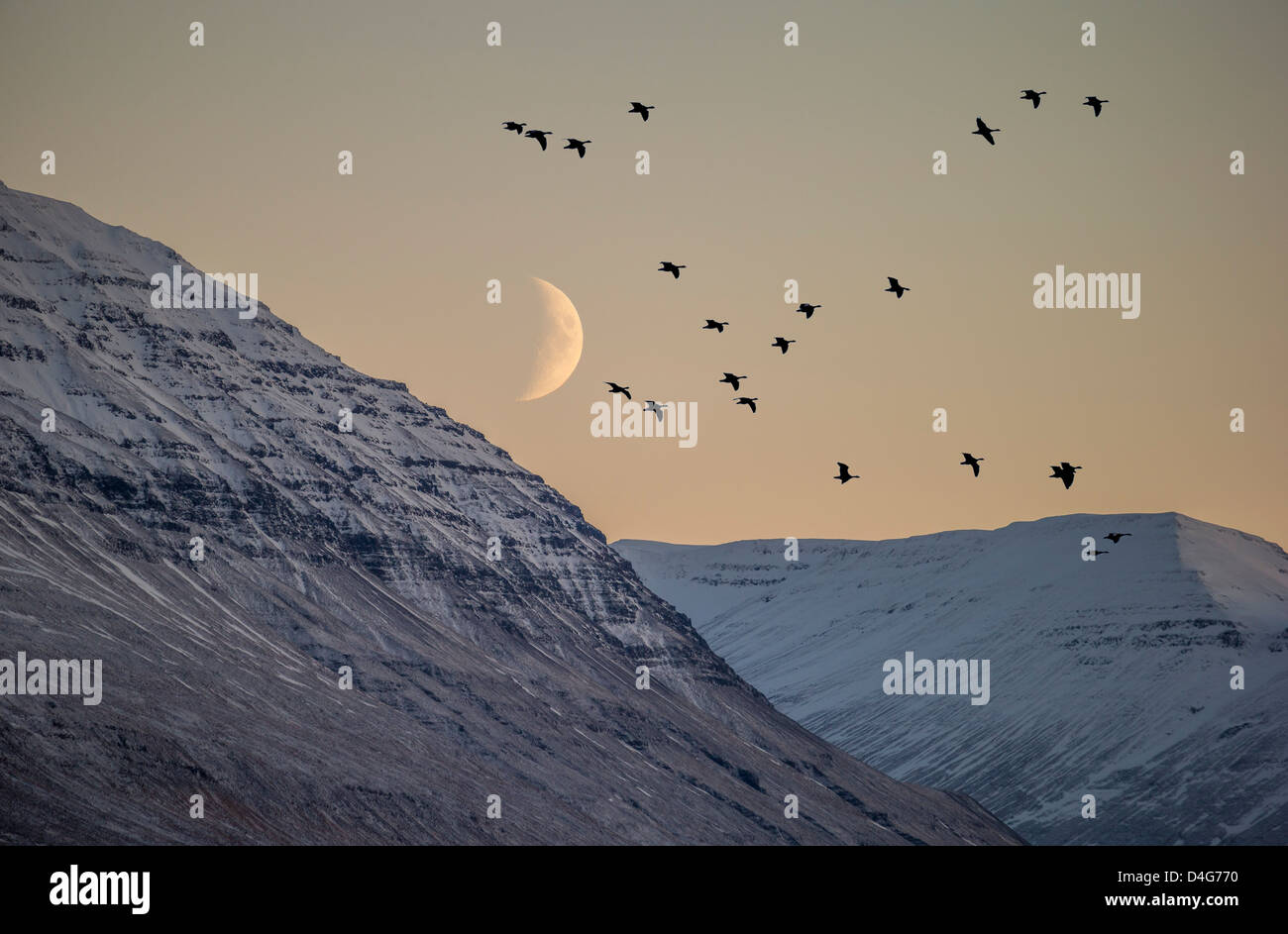 Birds flying with moonlight, Akureyri, Iceland Stock Photo - Alamy
