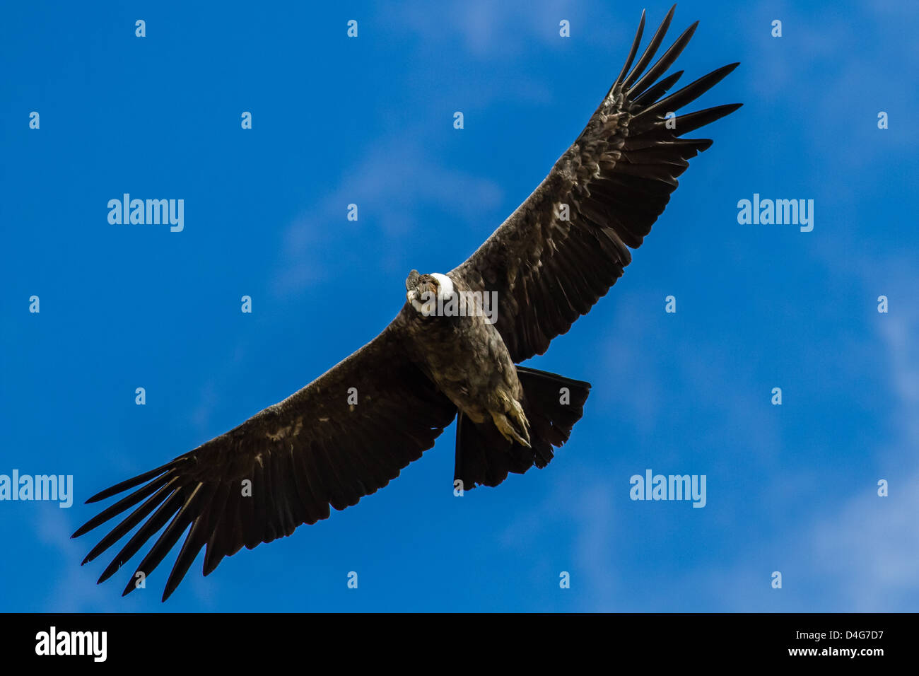 Close up of an Andean Condor (Vultur gryphus) soaring in the blue sky ...