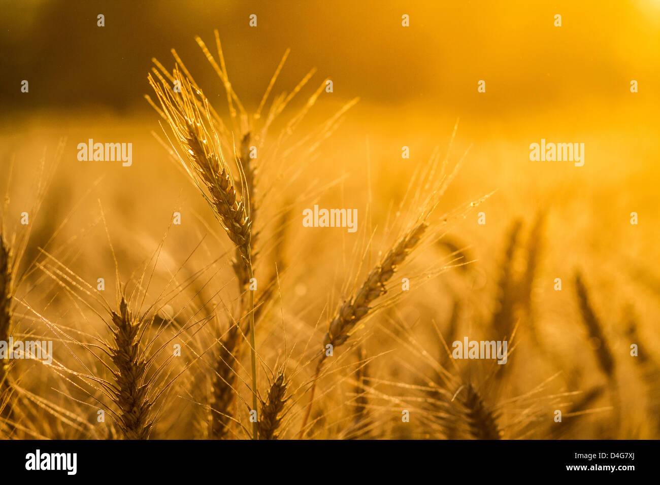 golden rice in sun light Stock Photo - Alamy