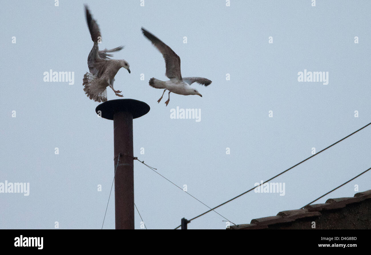 Seagulls land on the chimney of the Sistine Chapel in the Vatican, 13 ...