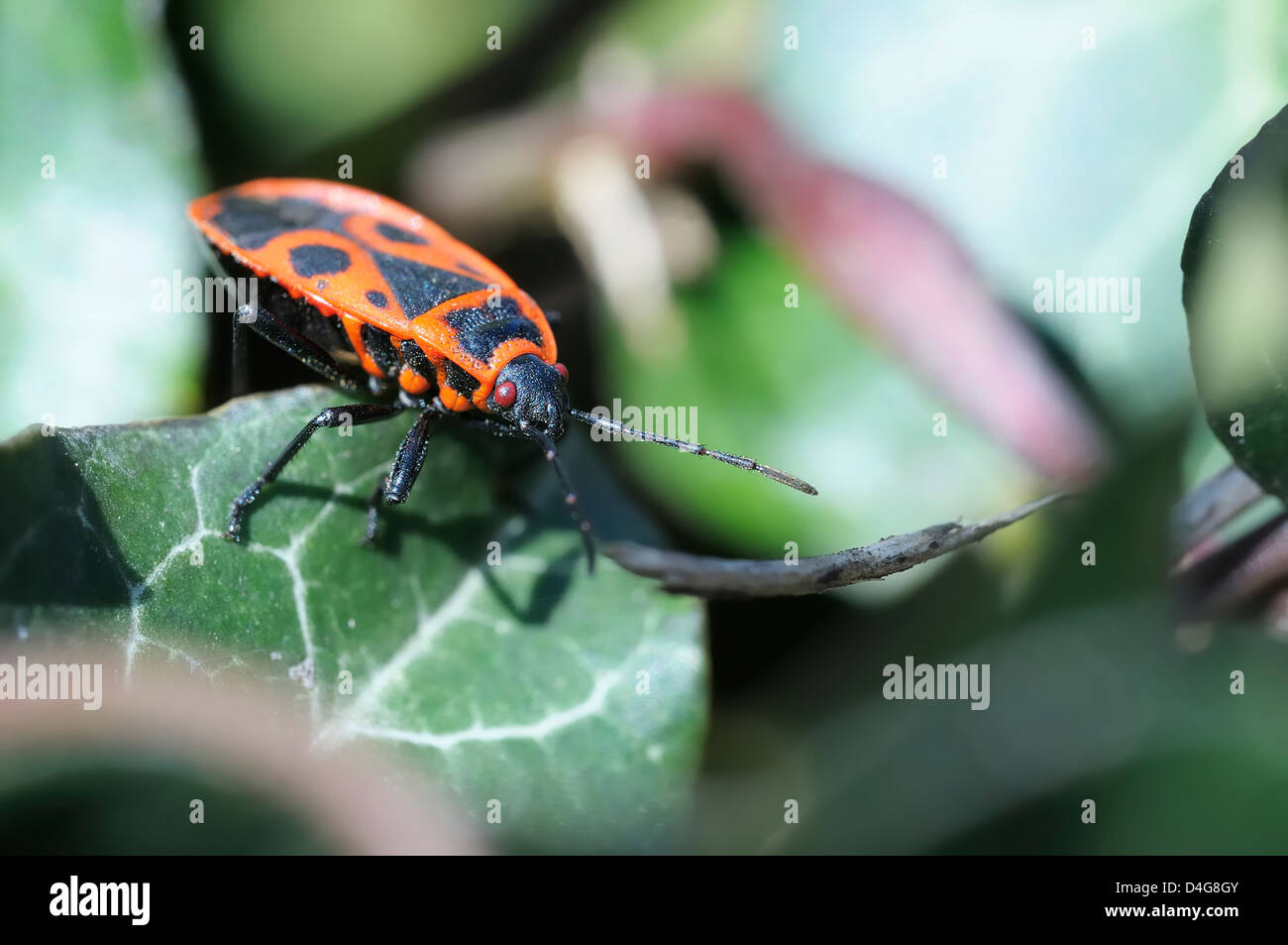 Bug red eyes hi-res stock photography and images - Alamy