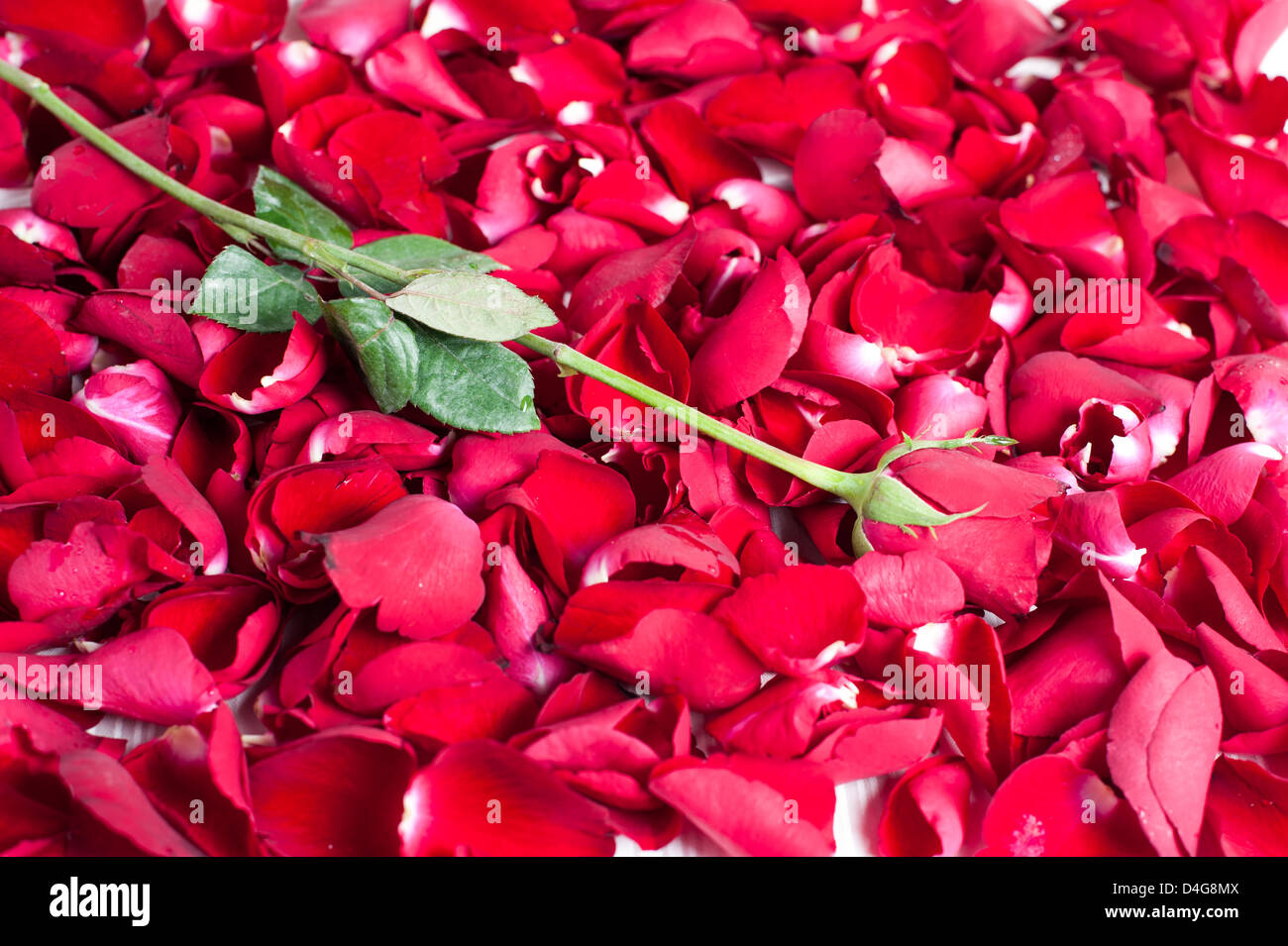 Corolla icon hi-res stock photography and images - Alamy