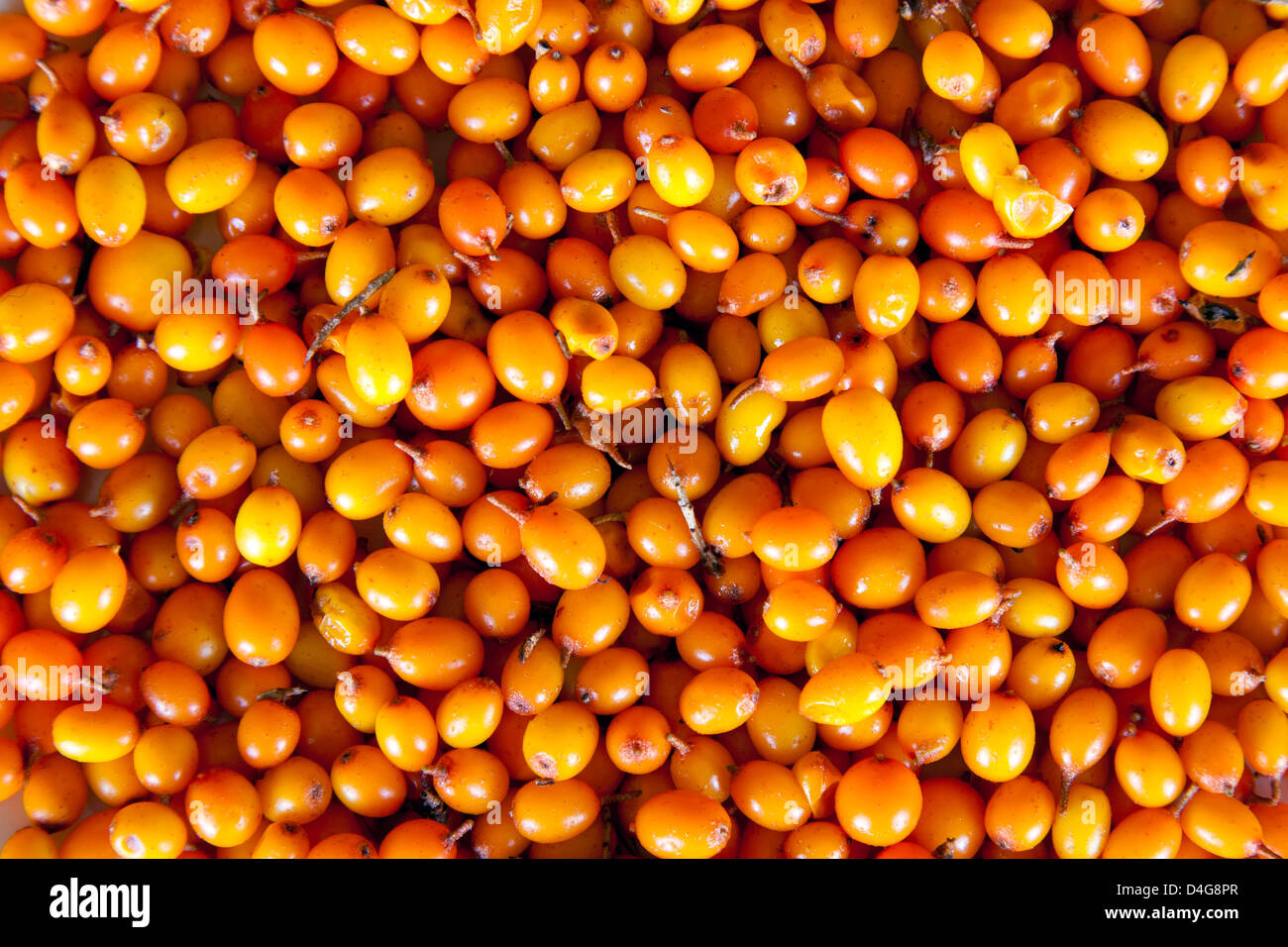 Buck-thorn berries isolated on a background in a studio Stock Photo - Alamy