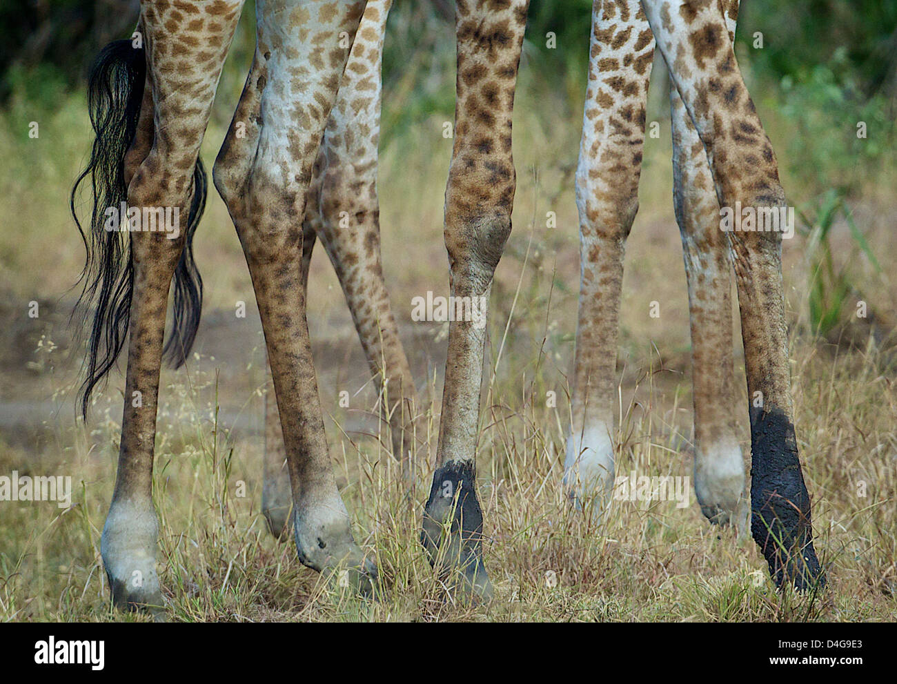 Giraffe hoof hi-res stock photography and images - Alamy