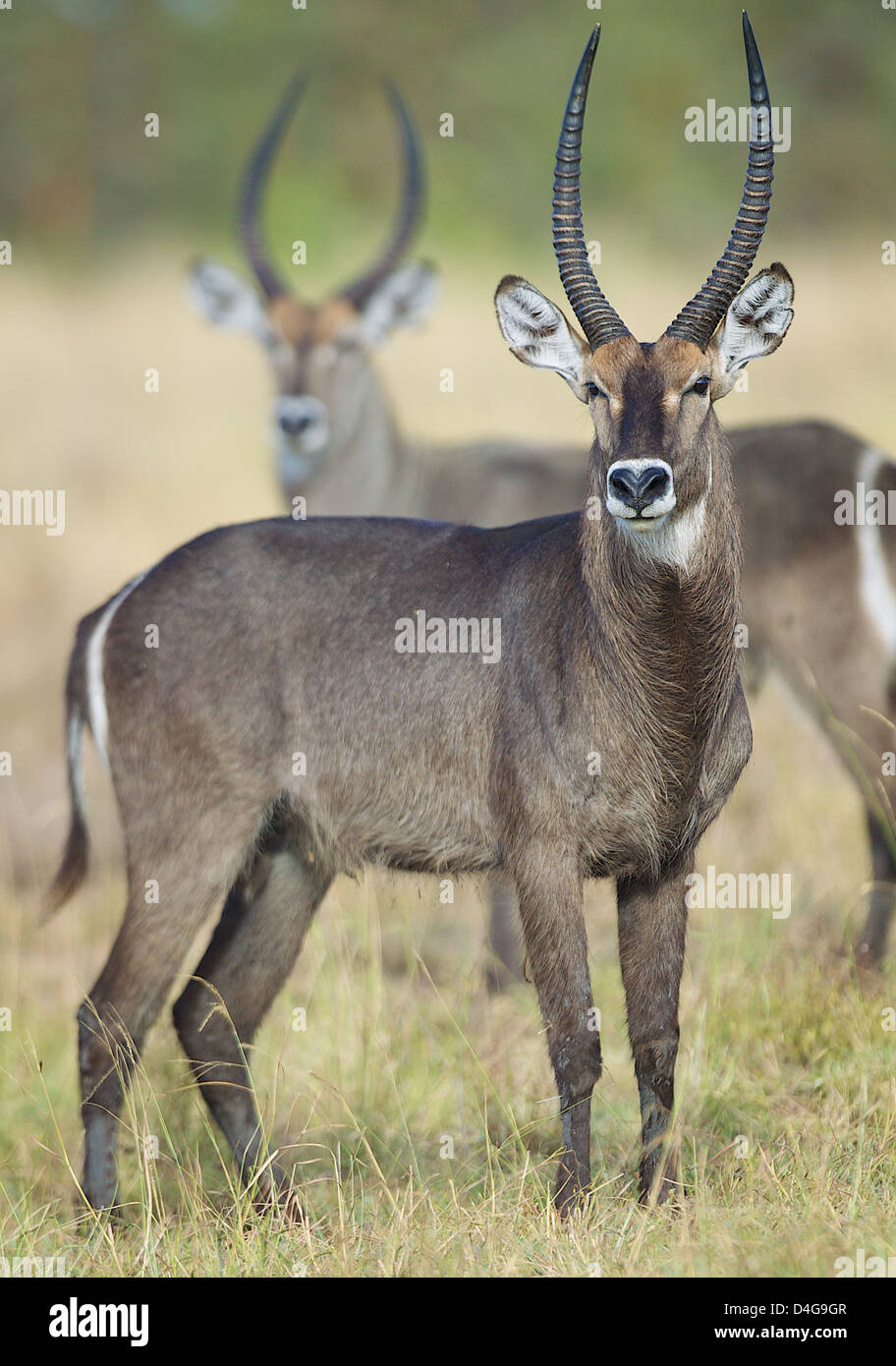 Male waterbuck Kobus ellipsiprymnus Saadani National Park Tanzania ...