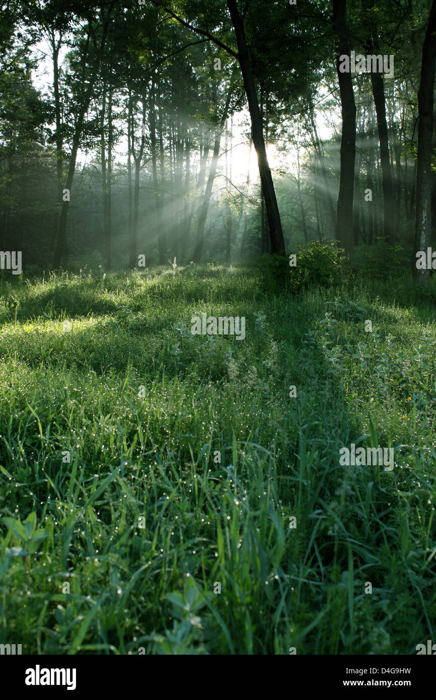 Forest with sun rays breaching through the trees Stock Photo - Alamy