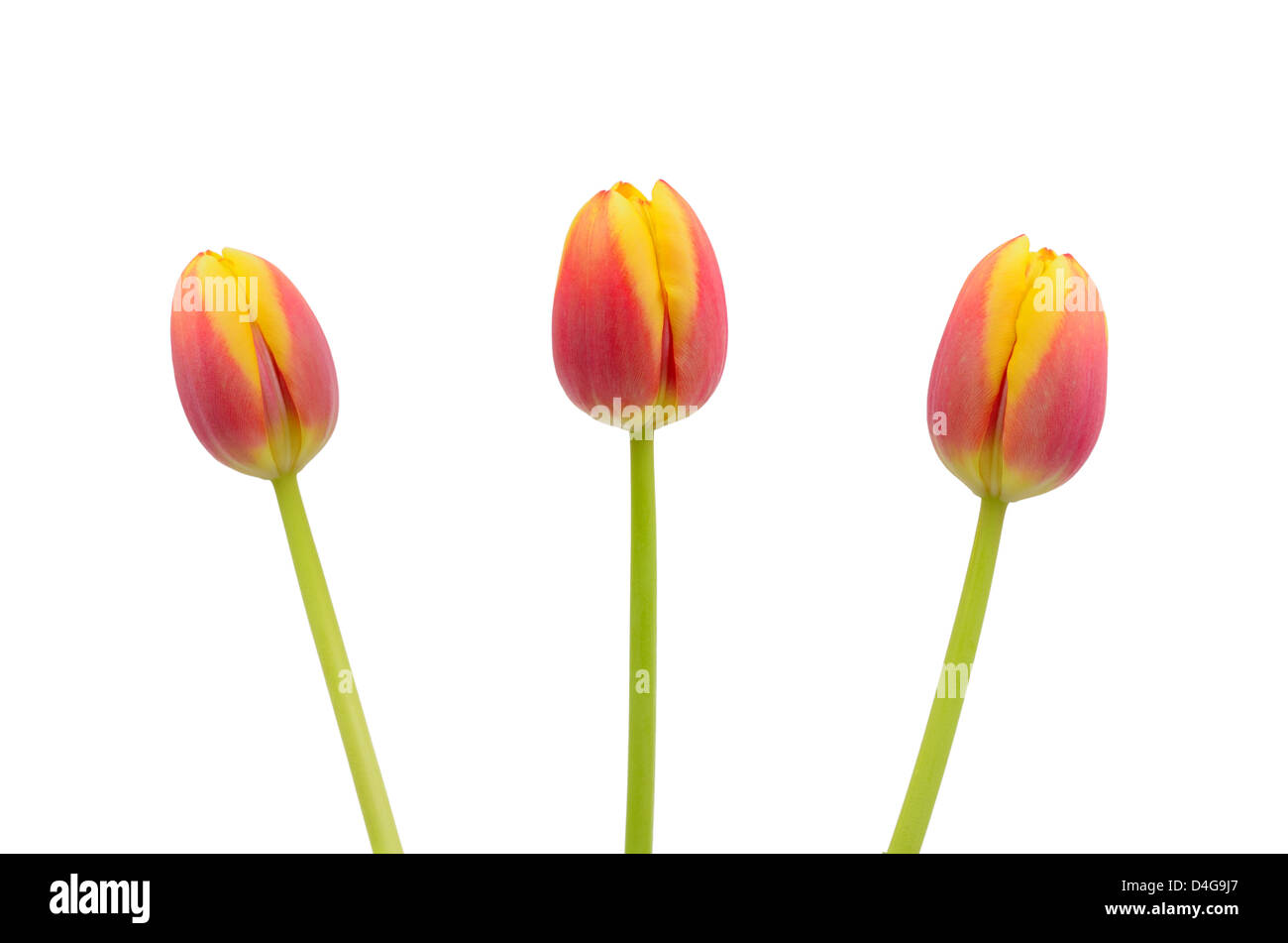 Three tulips isolated on white Stock Photo - Alamy