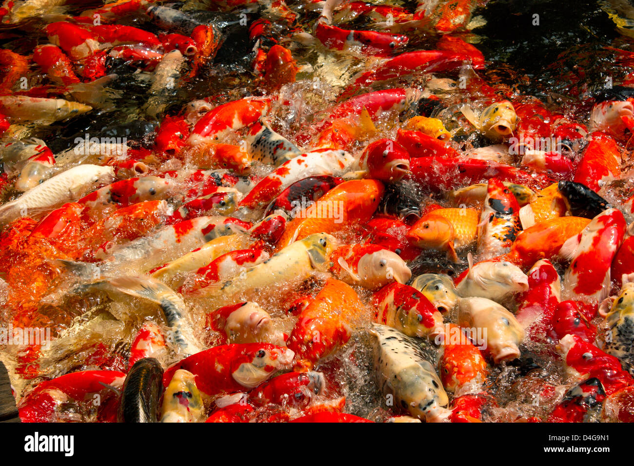 The colourful carp in the pond symbol of prosperity and wealth Stock ...