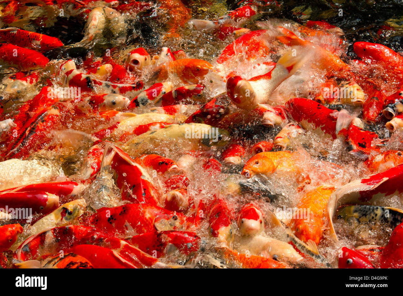 The colourful carp in the pond symbol of prosperity and wealth Stock ...