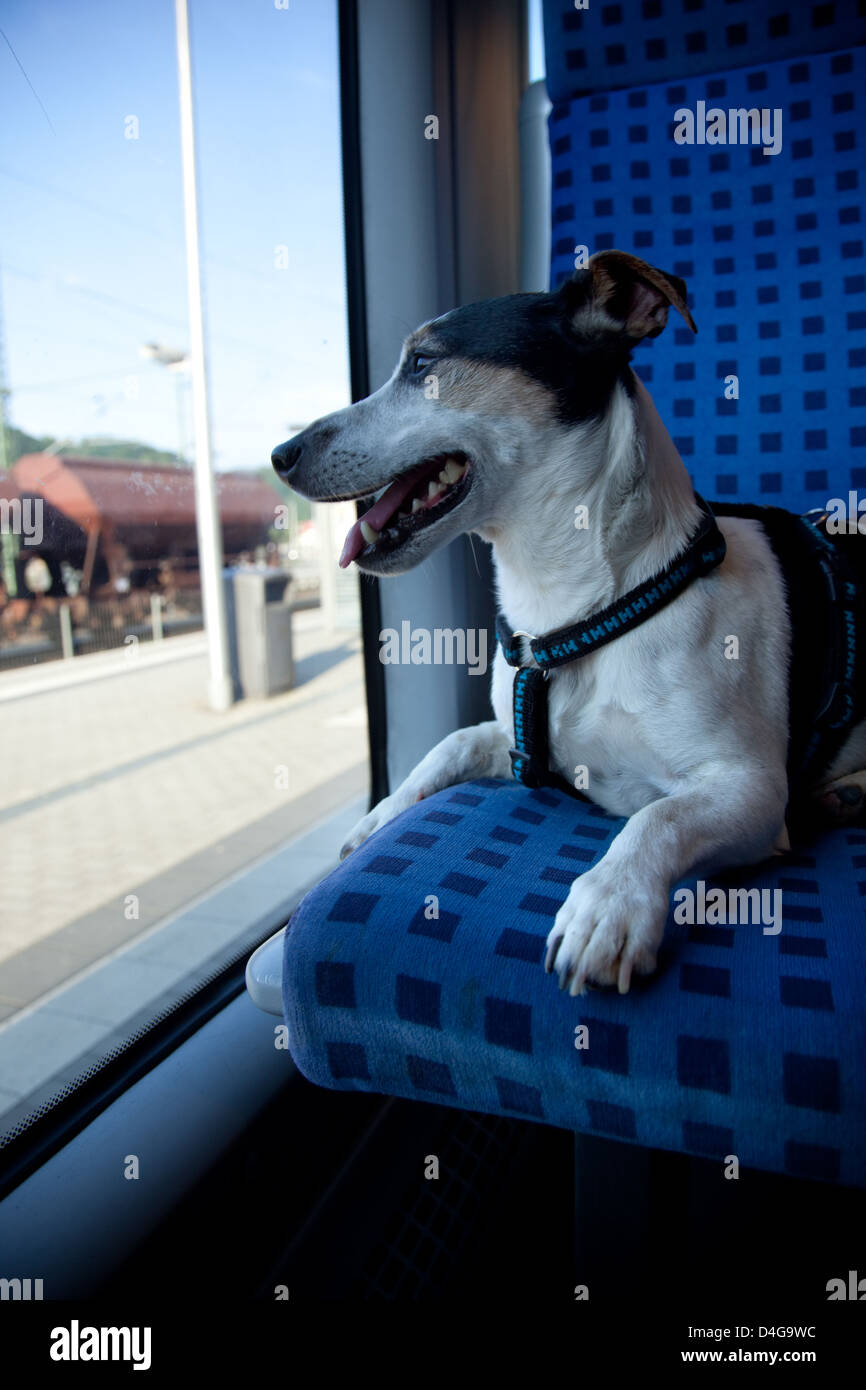 Germany train dog hi-res stock photography and images - Alamy