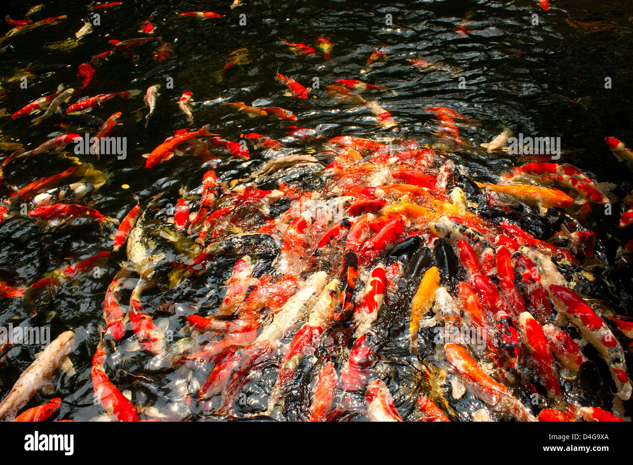 The colourful carp in the pond symbol of prosperity and wealth Stock ...