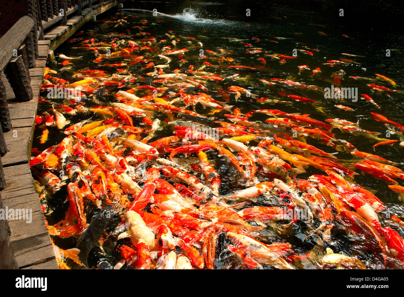 The colourful carp in the pond symbol of prosperity and wealth Stock ...