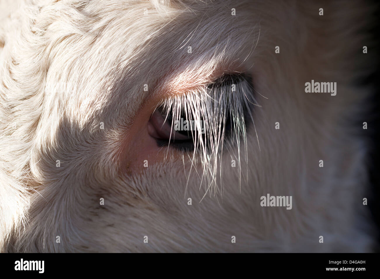 Cows eye hi-res stock photography and images - Alamy