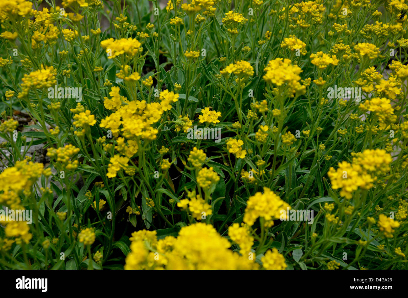 Beautiful spring flower scene Stock Photo - Alamy