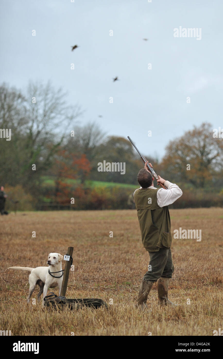 man shooting pheasants with a yellow labrador dog Stock Photo - Alamy