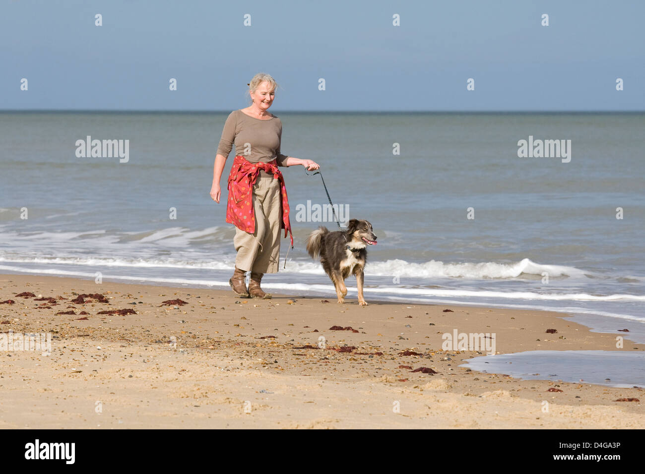 Middle Aged Woman Walking a Dog on the Beach Stock Photo - Alamy