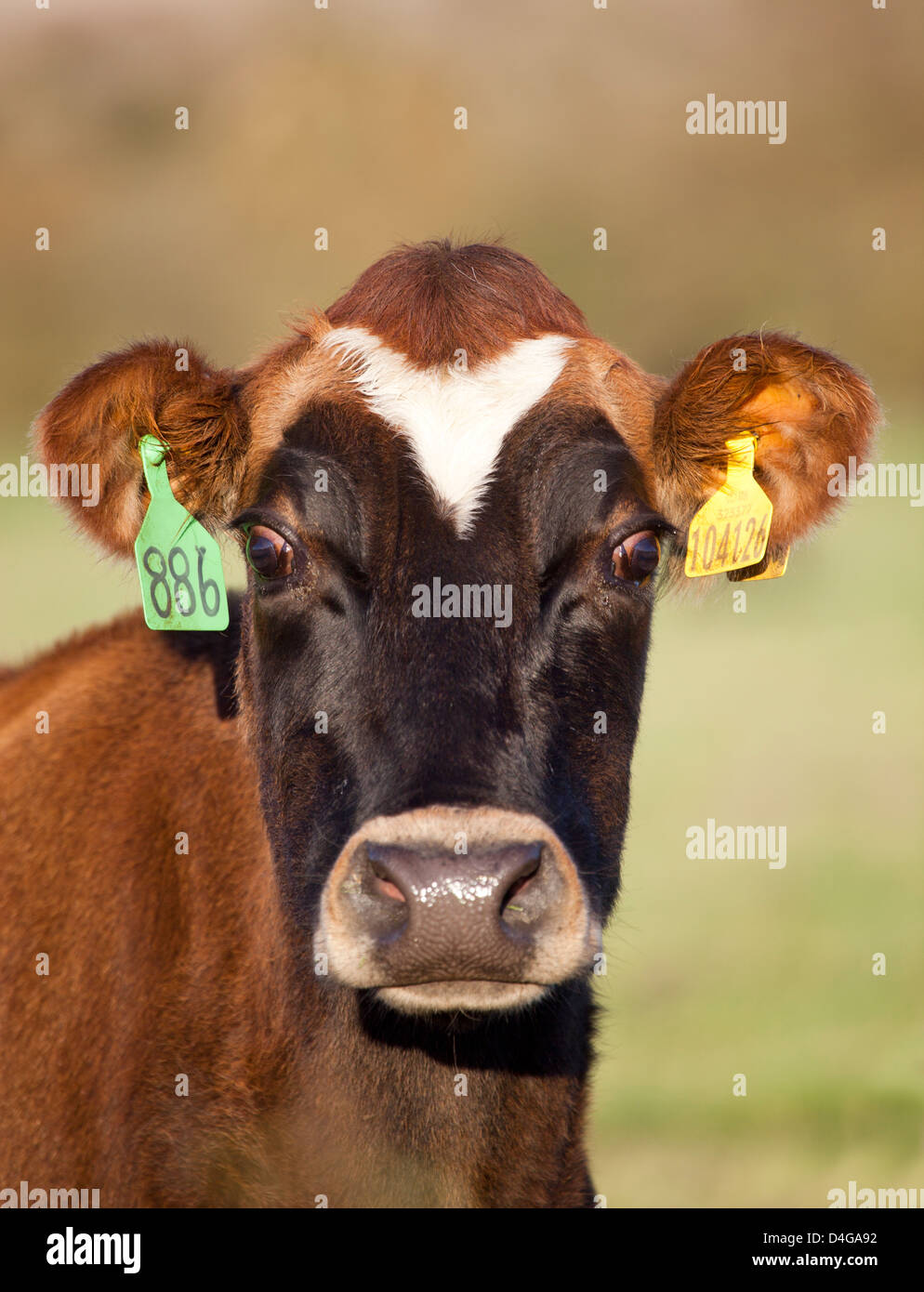 Close-up of Cows Face Stock Photo - Alamy