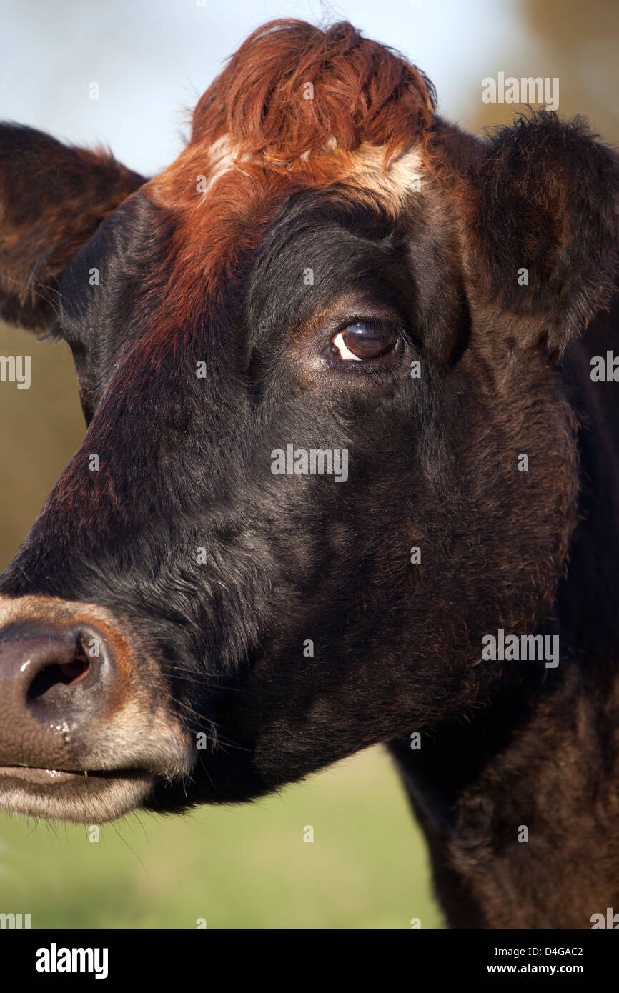 Close-up of Cows Face Stock Photo - Alamy