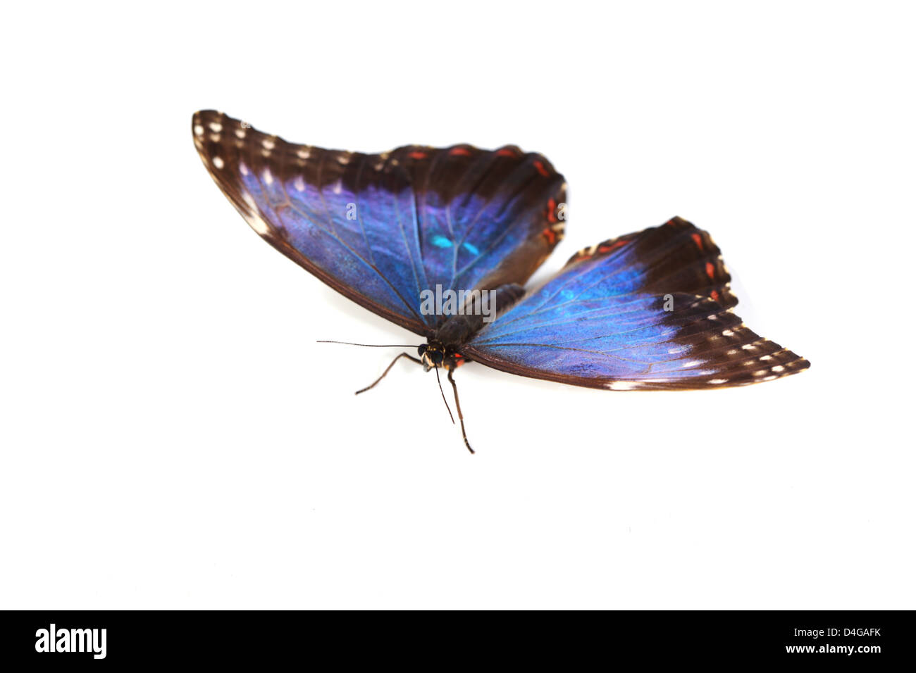 Morpho peleides blue Cut Out Stock Images & Pictures - Alamy