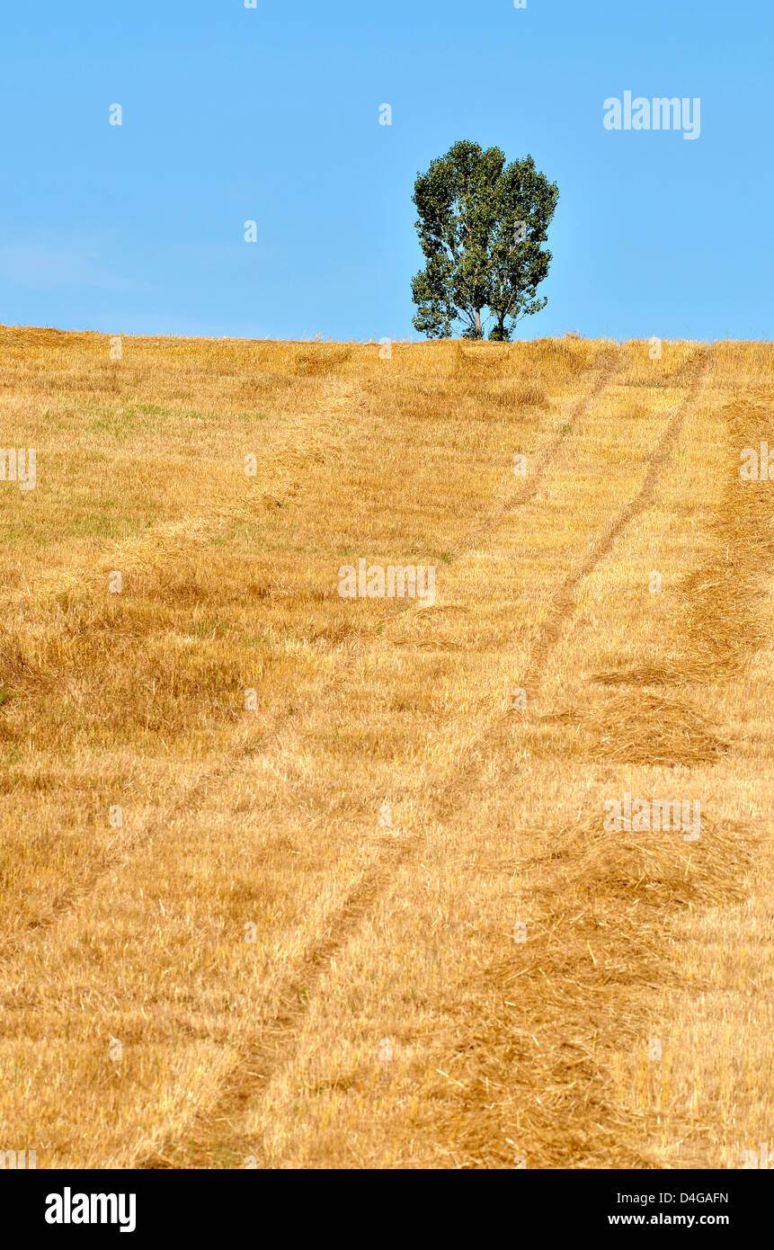Field and tree in France in the department of Tarn Stock Photo - Alamy